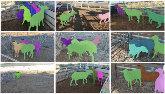 SheepInst: A High-Performance Instance Segmentation of Sheep Images ...