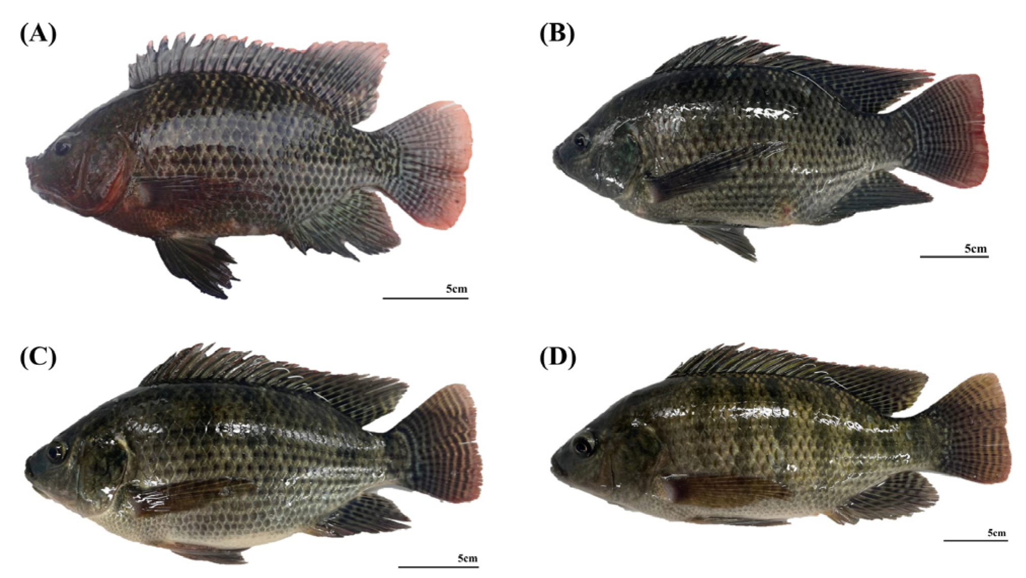 Small Red Tilapia Hot Sex Picture