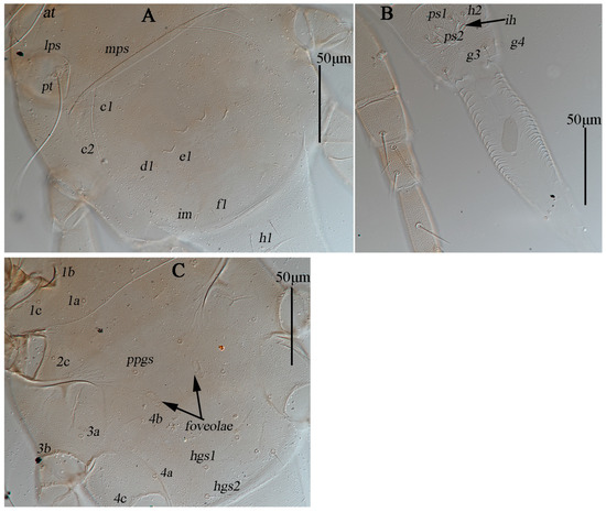 The Unique Cauda-Liked Structure Represents a New Subfamily of ...
