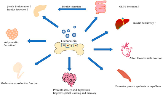Osteocalcin and Its Potential Functions for Preventing Fatty Liver ...