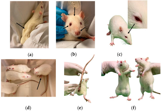 Studying and Analyzing Humane Endpoints in the Fructose-Fed and ...