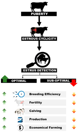 Infrared Thermography as a Potential Non-Invasive Tool for Estrus Detection in Cattle and Buffaloes