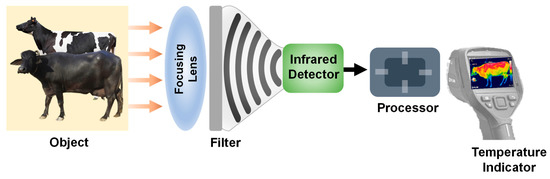 Infrared Thermography as a Potential Non-Invasive Tool for Estrus Detection in Cattle and Buffaloes