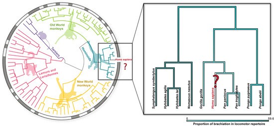 Animals | Free Full-Text | How Pendular Is Human Brachiation? When Form ...