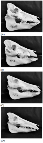 Cranial Morphology of Lithuanian Indigenous Wattle Pigs and Their ...