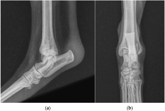 Surgical Repair of Luxation of the Superficial Digital Flexor Tendon in ...