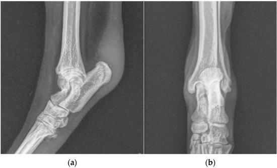Surgical Repair of Luxation of the Superficial Digital Flexor Tendon in ...