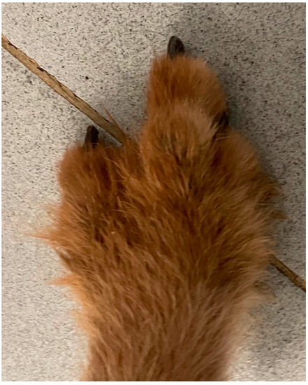 Surgical Repair of Luxation of the Superficial Digital Flexor Tendon in ...