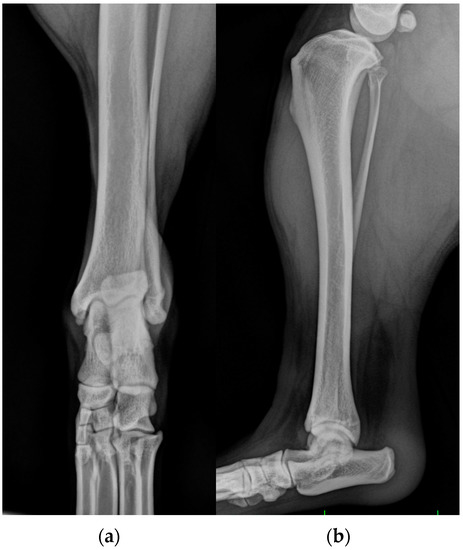 Surgical Repair of Luxation of the Superficial Digital Flexor Tendon in ...