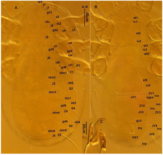 The Genus Neoseiulus Hughes (Acari: Phytoseiidae) in Shanxi, China