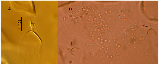 The Genus Neoseiulus Hughes (Acari: Phytoseiidae) in Shanxi, China