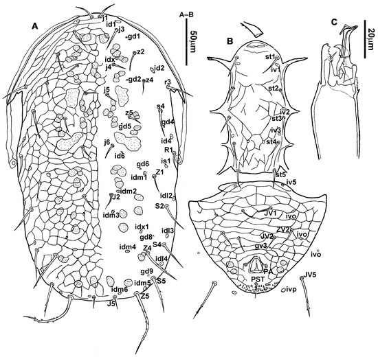 The Genus Neoseiulus Hughes (Acari: Phytoseiidae) in Shanxi, China