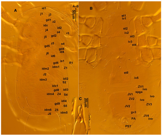 The Genus Neoseiulus Hughes (Acari: Phytoseiidae) in Shanxi, China