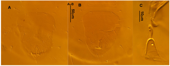 The Genus Neoseiulus Hughes (Acari: Phytoseiidae) in Shanxi, China