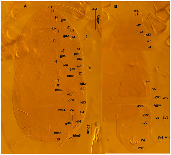 The Genus Neoseiulus Hughes (Acari: Phytoseiidae) in Shanxi, China