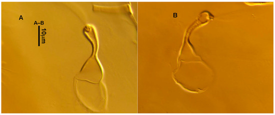 The Genus Neoseiulus Hughes (Acari: Phytoseiidae) in Shanxi, China
