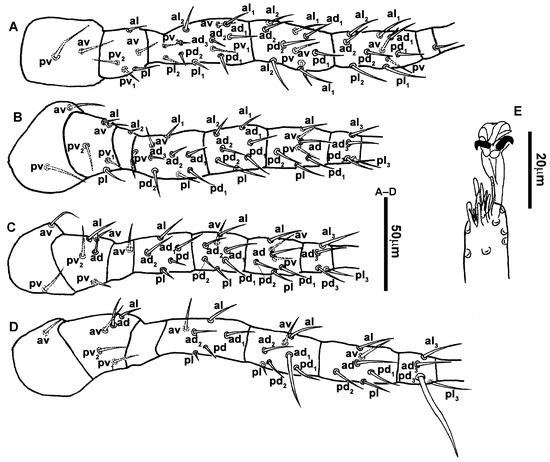 The Genus Neoseiulus Hughes (Acari: Phytoseiidae) in Shanxi, China