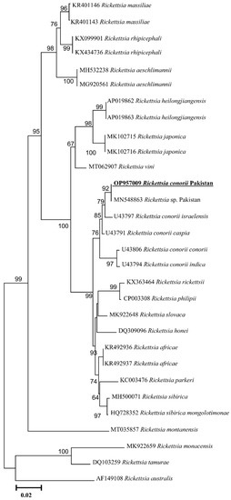 First Report of Rickettsia conorii in Hyalomma kumari Ticks