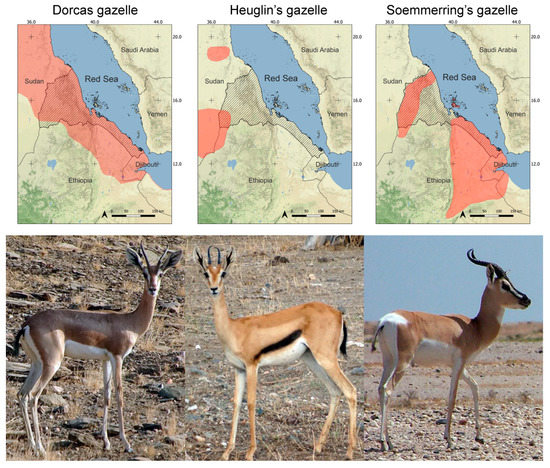 Types Of Gazelle