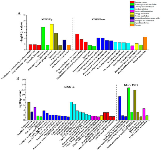 RNA Sequencing (RNA-Seq) Analysis Reveals Liver Lipid Metabolism ...