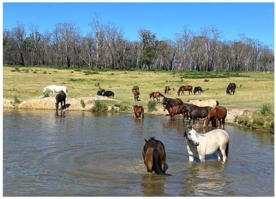 Mental Experiences in Wild Animals: Scientifically Validating ...