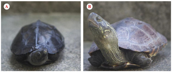 Habitat Selection and Home Range of Reeves’ Turtle (Mauremys reevesii ...