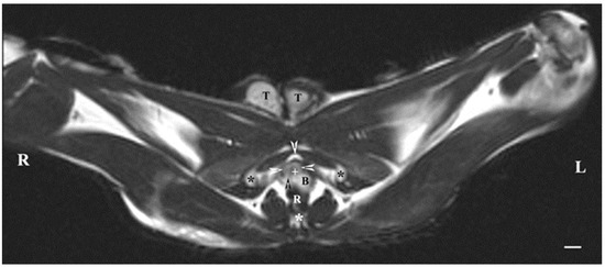 Animals | Free Full-Text | MRI Anatomical Investigation of Rabbit ...