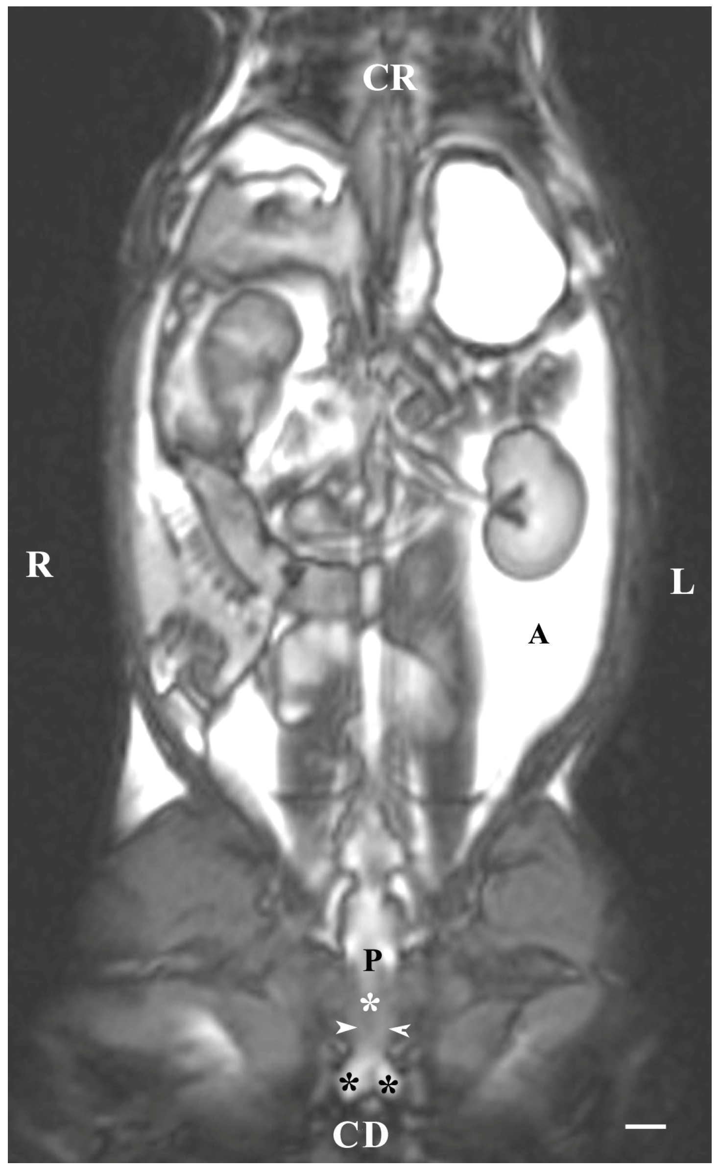 Animals | Free Full-Text | MRI Anatomical Investigation of Rabbit ...
