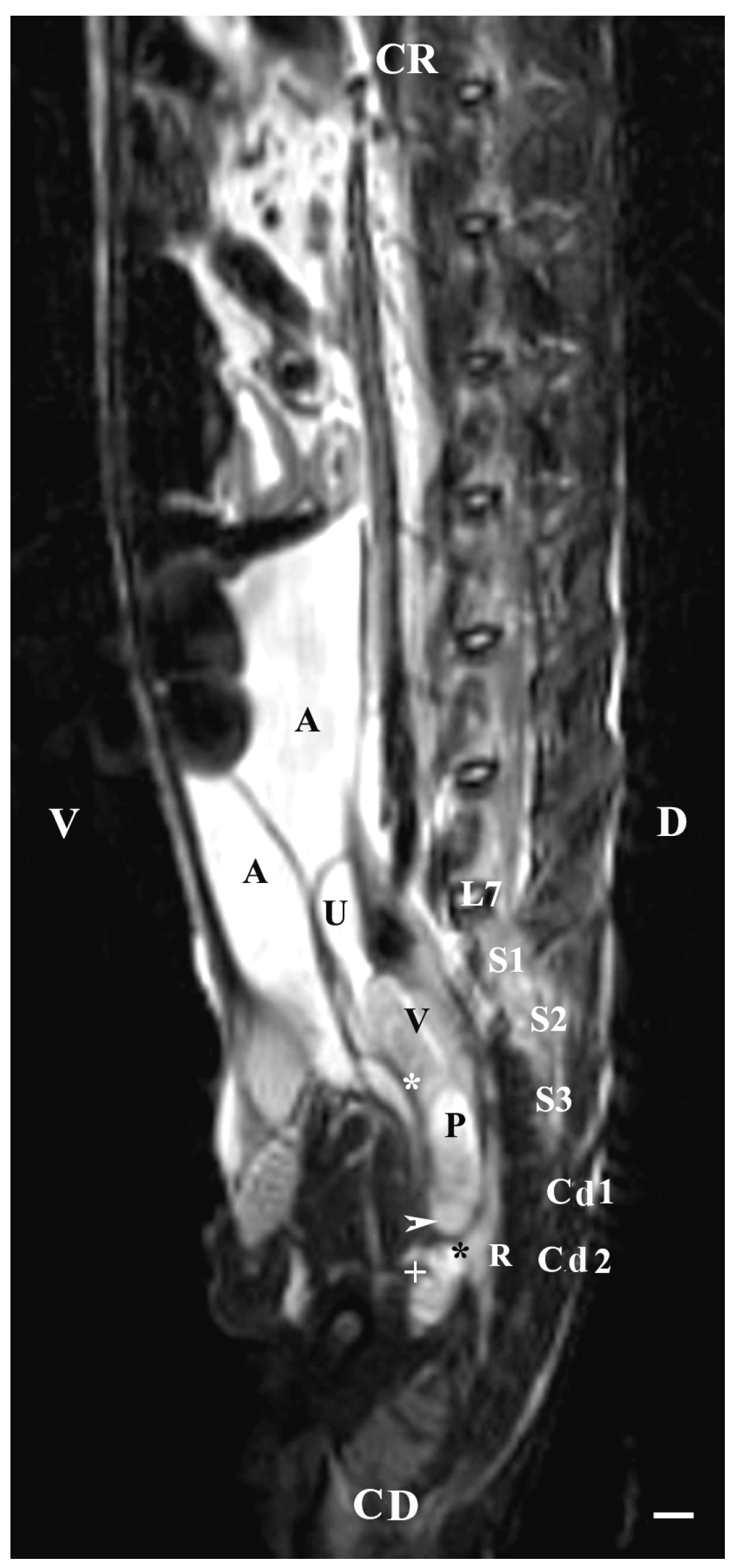 Animals | Free Full-Text | MRI Anatomical Investigation of Rabbit ...