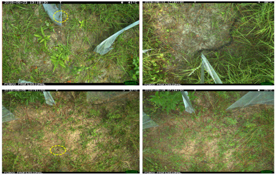 Animal Species Recognition with Deep Convolutional Neural Networks from ...