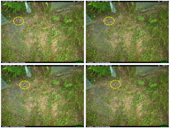 Animal Species Recognition with Deep Convolutional Neural Networks from ...