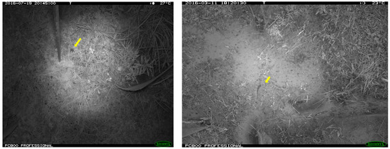 Animal Species Recognition with Deep Convolutional Neural Networks from ...