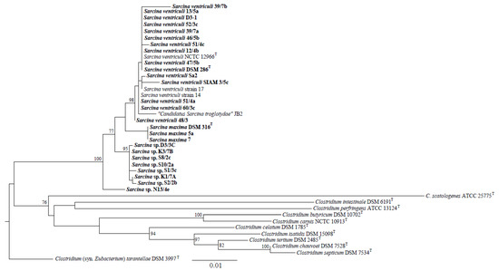 Species and Strain Variability among Sarcina Isolates from Diverse ...