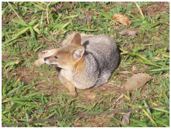 Olfactory Enrichment in Hoary Foxes (Lycalopex vetulus LUND 1842): A ...