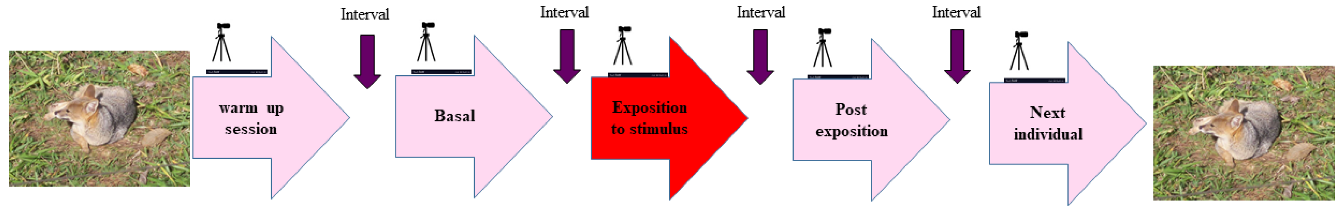 Olfactory Enrichment in Hoary Foxes (Lycalopex vetulus LUND 1842): A Case Study