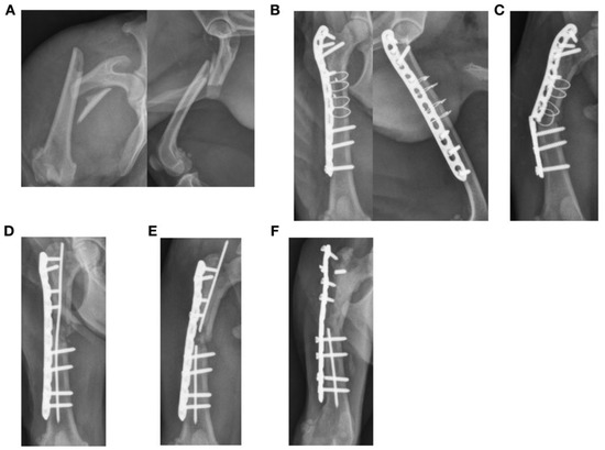 Fracture Healing in 37 Dogs and Cats with Implant Failure after Surgery ...