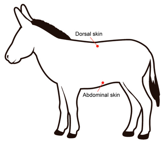 Dynamic Distribution of Skin Microorganisms in Donkeys at Different ...