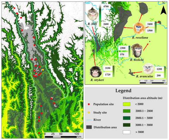 Ontogenetic Development of Sexual Dimorphism in Body Mass of Wild Black ...