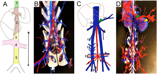 Anatomical Characteristics of Duplicated Caudal Vena Cava in Cats—A ...