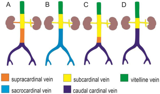 Anatomical Characteristics of Duplicated Caudal Vena Cava in Cats—A ...