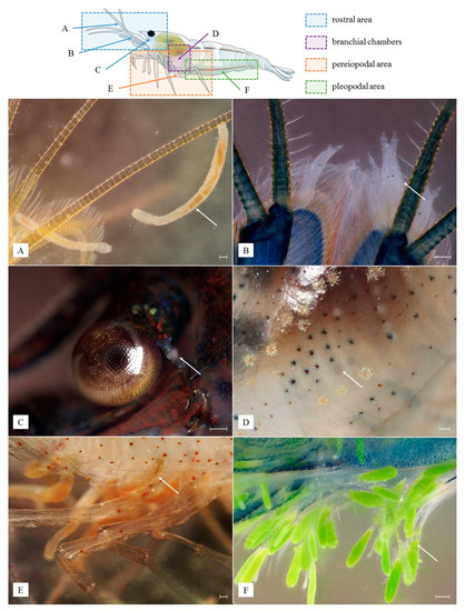 Epibiont Cohabitation in Freshwater Shrimp Neocaridina davidi with the ...