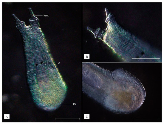 Epibiont Cohabitation in Freshwater Shrimp Neocaridina davidi with the ...