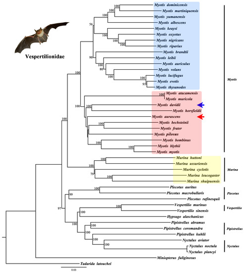 Presumptive First Record of Myotis aurascens (Chiroptera ...