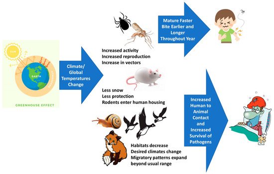 Animals | Free Full-Text | The Impact of Human Activities on Zoonotic ...
