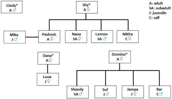 Animals | Free Full-Text | A Quantitative Assessment of Trainers ...