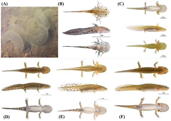 An Isolated and Deeply Divergent Hynobius Species from Fujian, China
