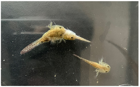 An Isolated and Deeply Divergent Hynobius Species from Fujian, China