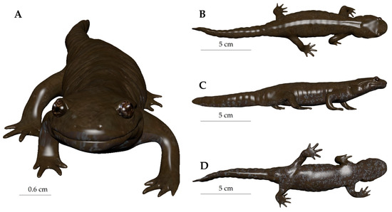 An Isolated and Deeply Divergent Hynobius Species from Fujian, China