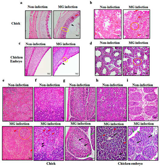 Comparative Transcriptome Analysis Reveals the Innate Immune Response ...