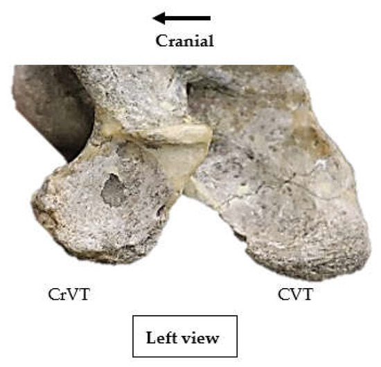 Morphology of the Ventral Process of the Sixth Cervical Vertebra in ...